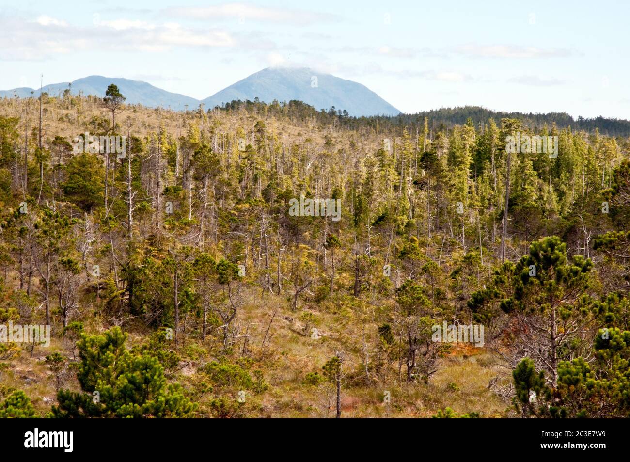 A coniferous old growth sphagnum peat bog forest, in the Great Bear ...