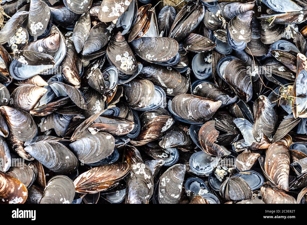 Mussel shells hi-res stock photography and images - Alamy