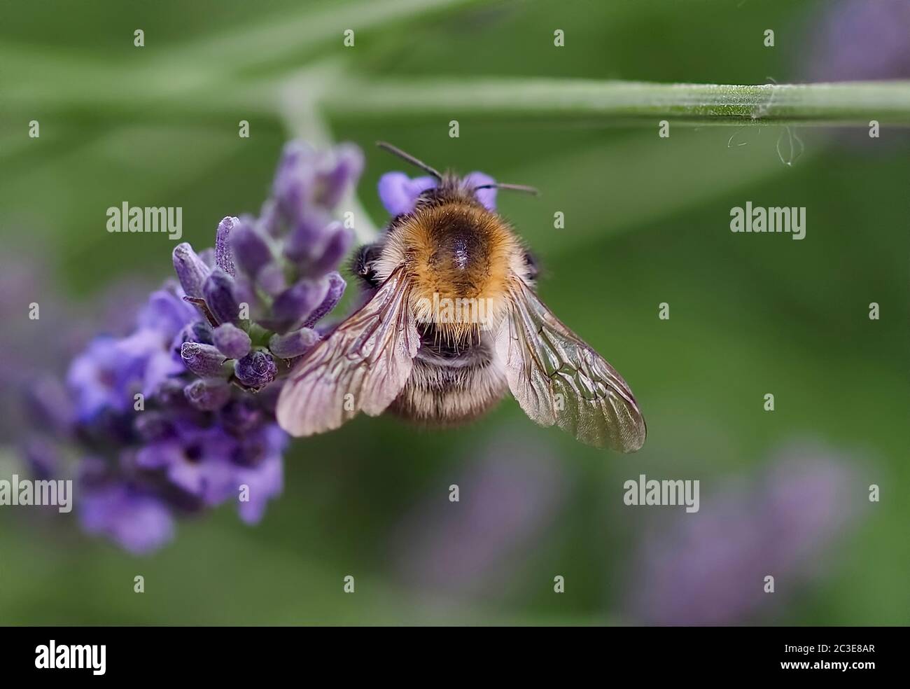 Humble bees hi-res stock photography and images - Alamy