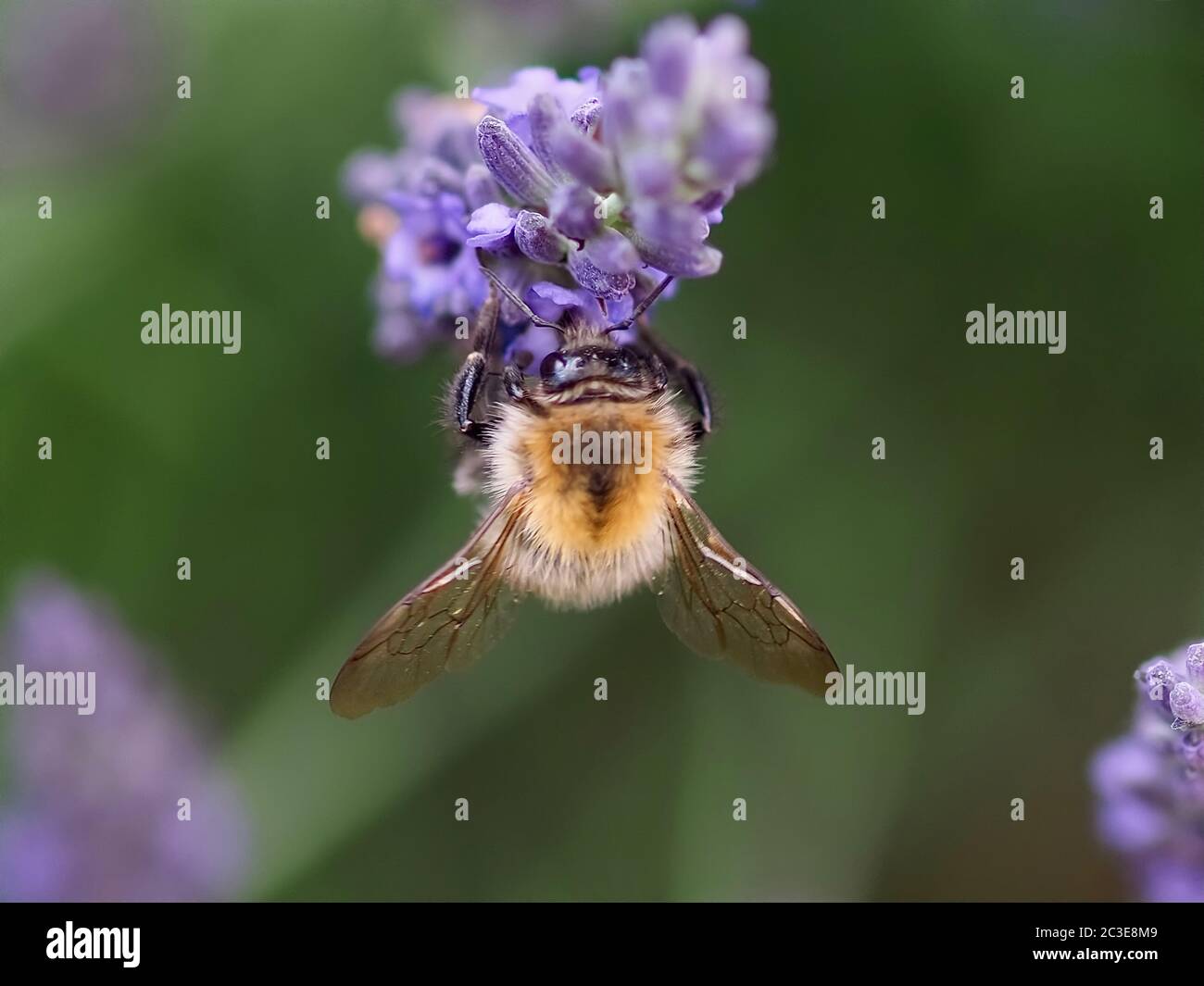 Humble bees hi-res stock photography and images - Alamy
