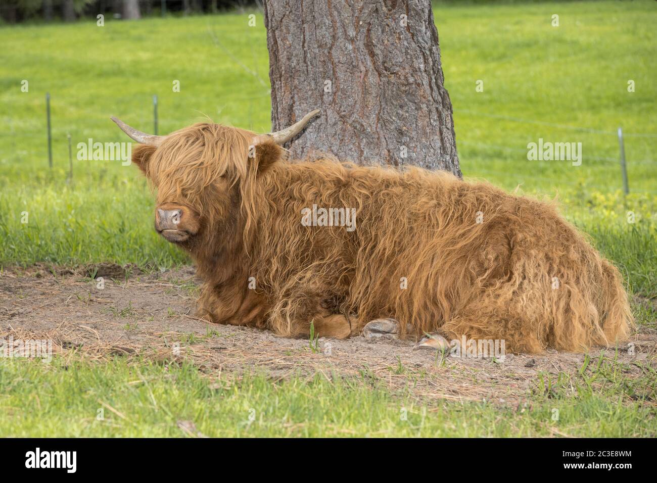 Cow Under Tree High Resolution Stock Photography and Images - Alamy