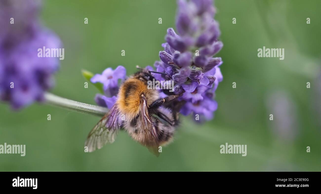 Humble bees hi-res stock photography and images - Alamy