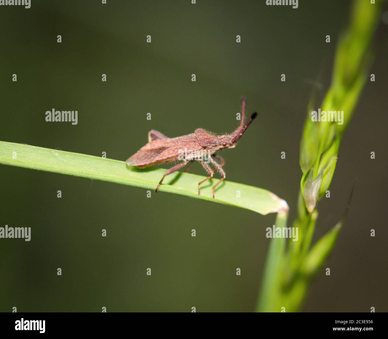 a close-up of a bug on a plant Stock Photo - Alamy