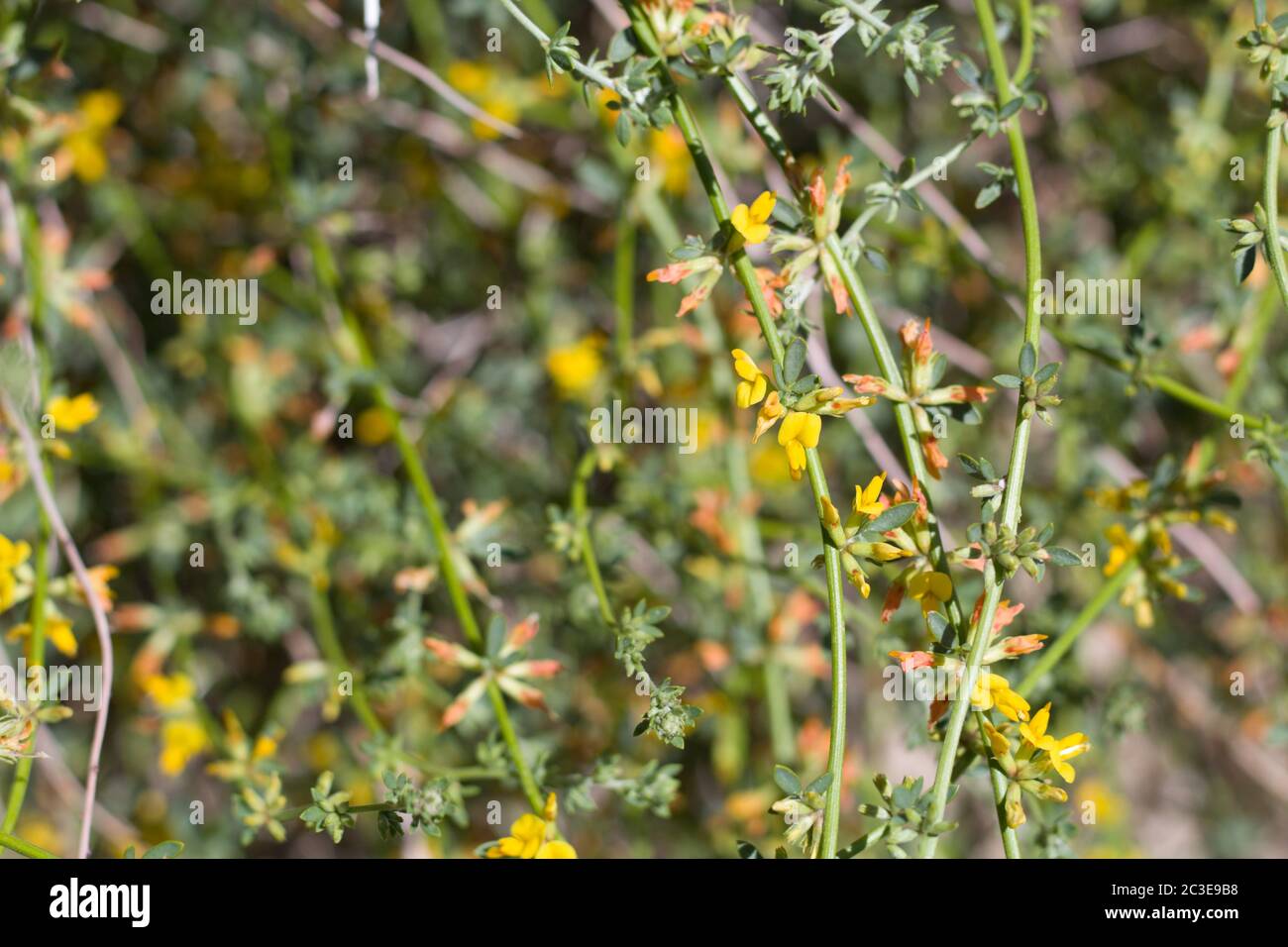 Deerweed hi-res stock photography and images - Alamy