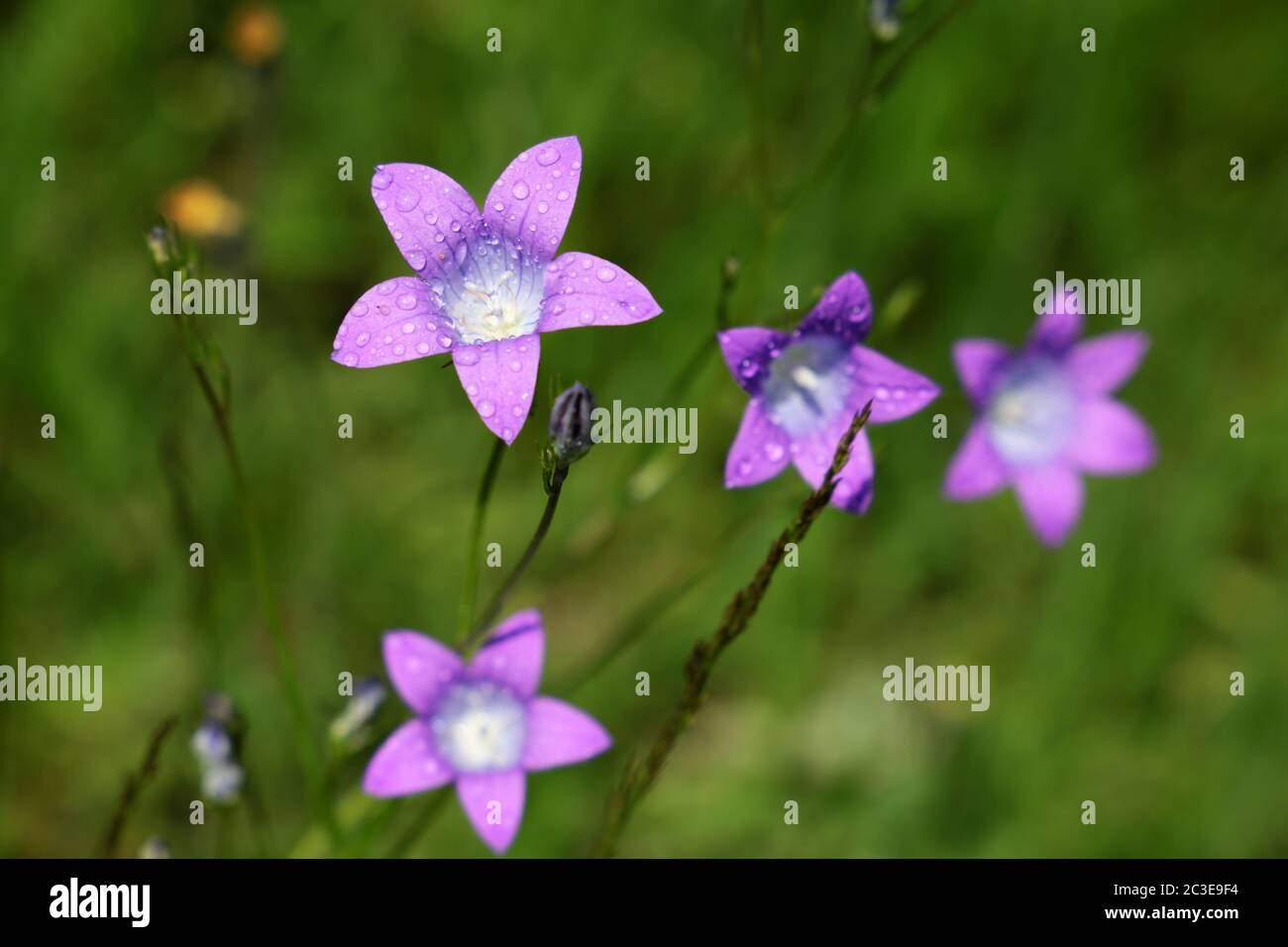 Blue bell park hi-res stock photography and images - Alamy