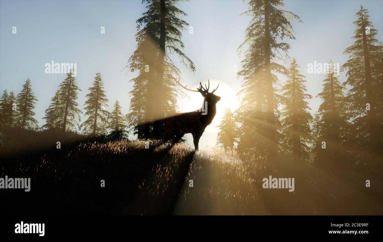 Red deer stag bugling hi-res stock photography and images - Alamy