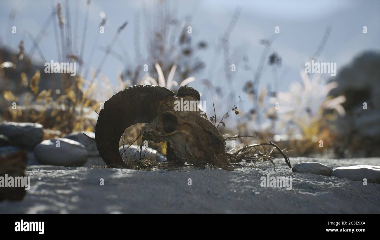 Skull of a dead ram in the desert Stock Photo - Alamy