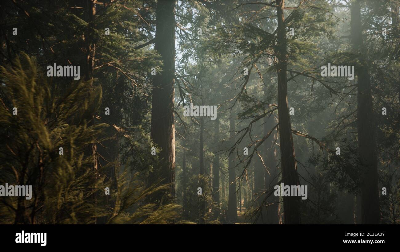 Sequoia National Park under the fog mist clouds Stock Photo - Alamy