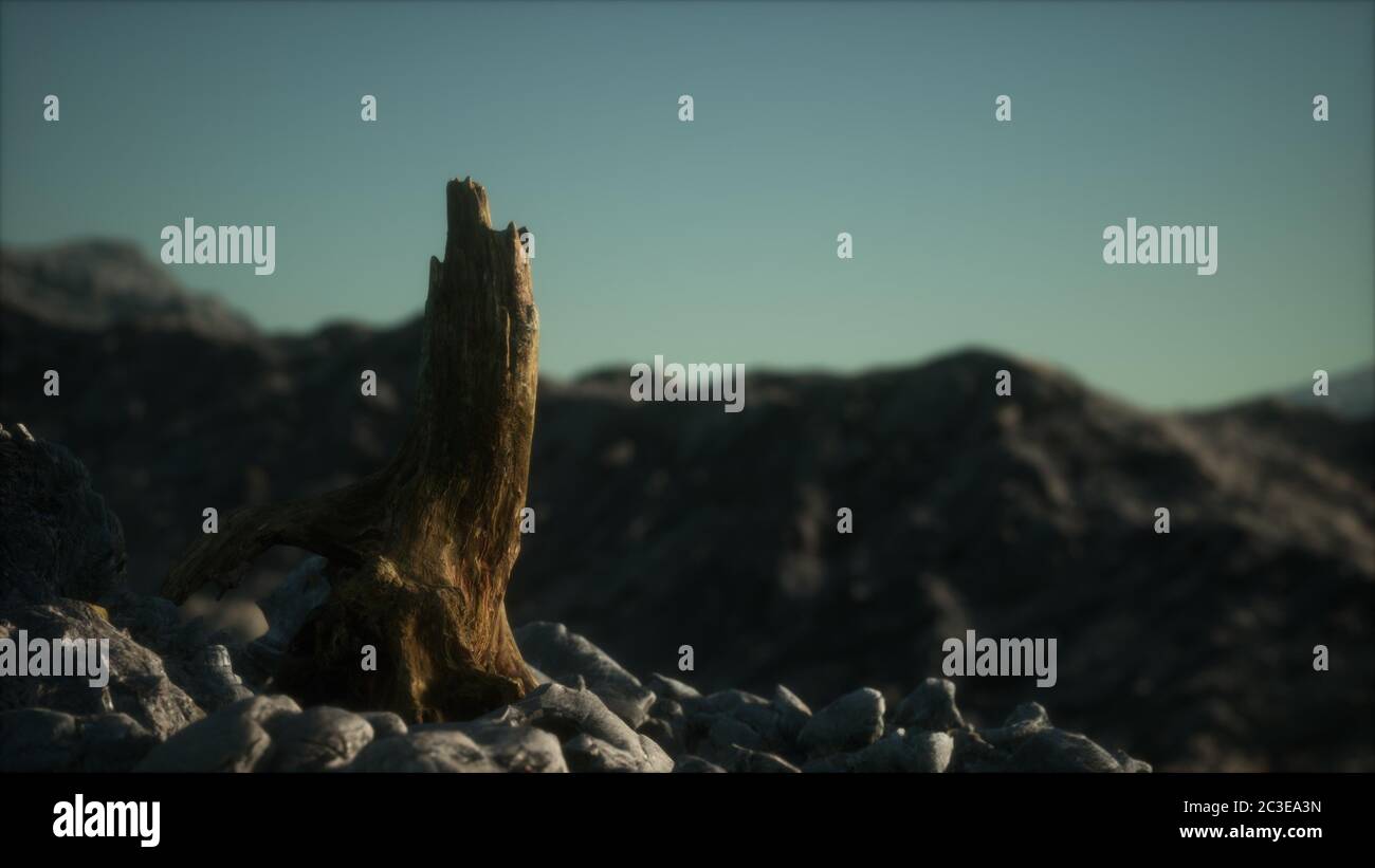 Dead pine tree granite rock hi-res stock photography and images - Alamy