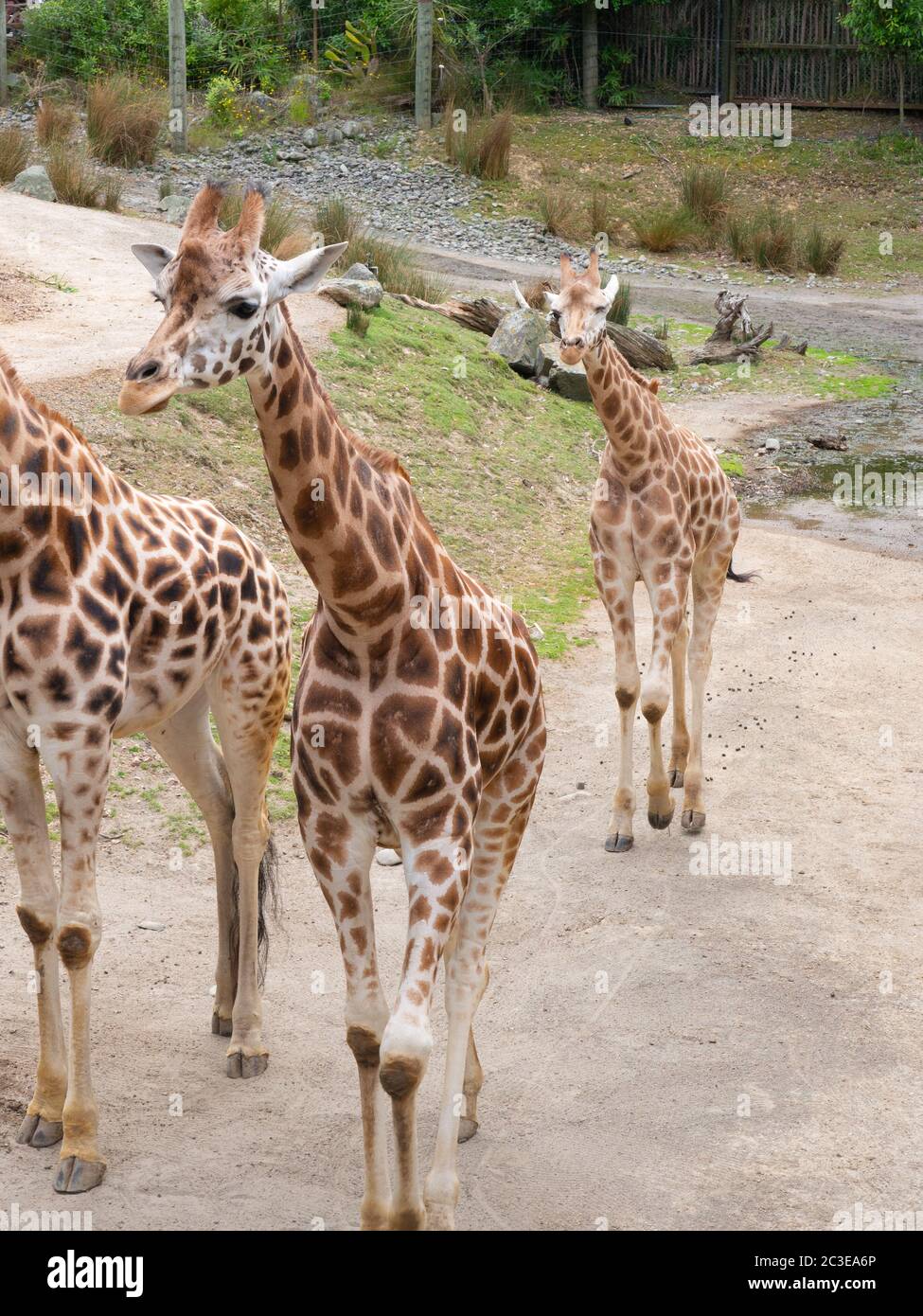 Three Giraffes In A Zoo Stock Photo - Alamy