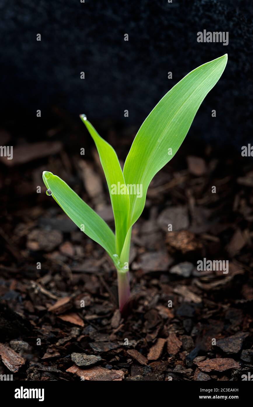 Vertical close-up shot of a very young corn sprout Stock Photo - Alamy