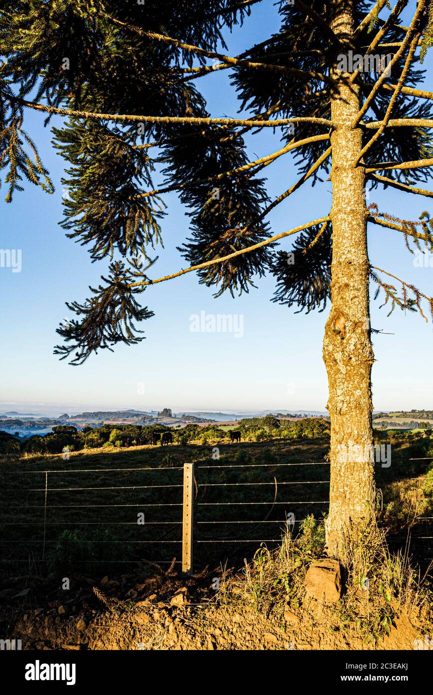 Brazilian pine tree hi-res stock photography and images - Alamy