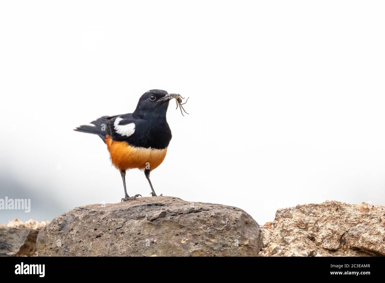 Mocking Cliff Chat in Ethiopia, Africa wildlife Stock Photo - Alamy