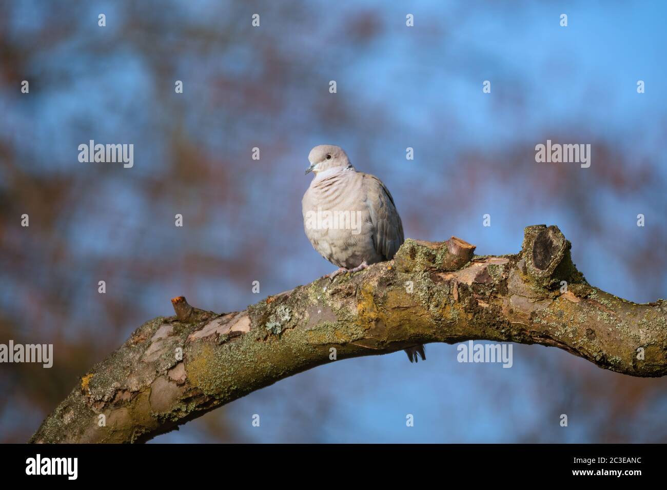Dove species of india hi-res stock photography and images - Alamy