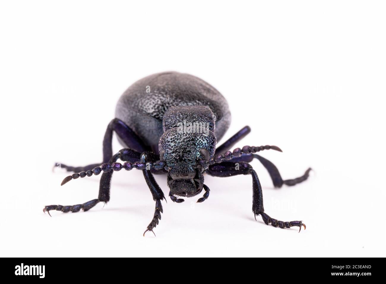 poisonous violet oil beetle isolated on white Stock Photo - Alamy