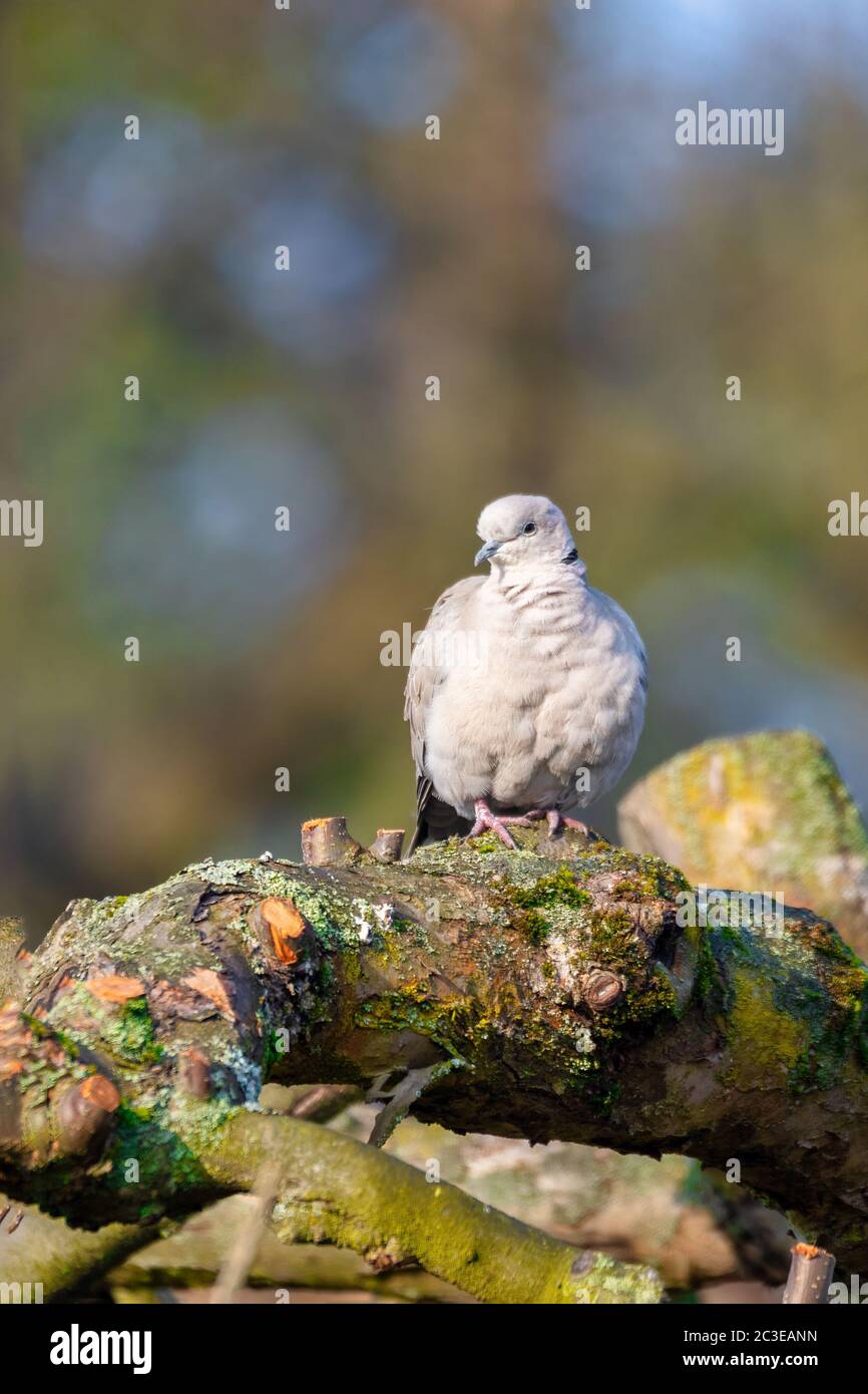 Collared dove flying flight hi-res stock photography and images - Alamy