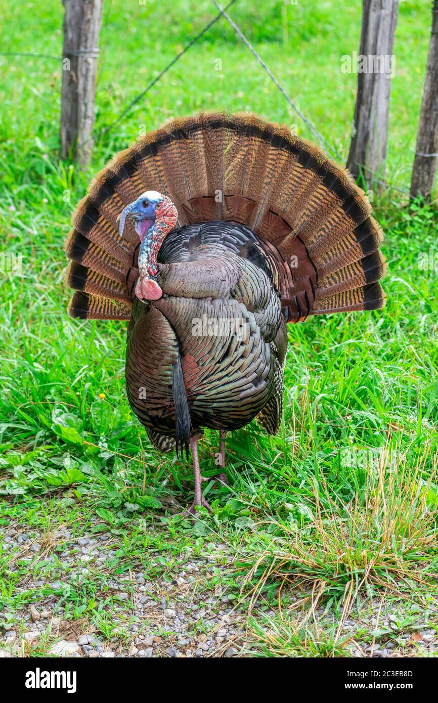 Wild turkey tree hi-res stock photography and images - Alamy