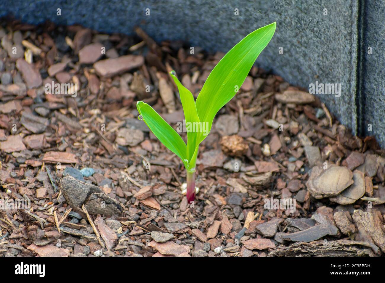 Corn growth development hi-res stock photography and images - Alamy