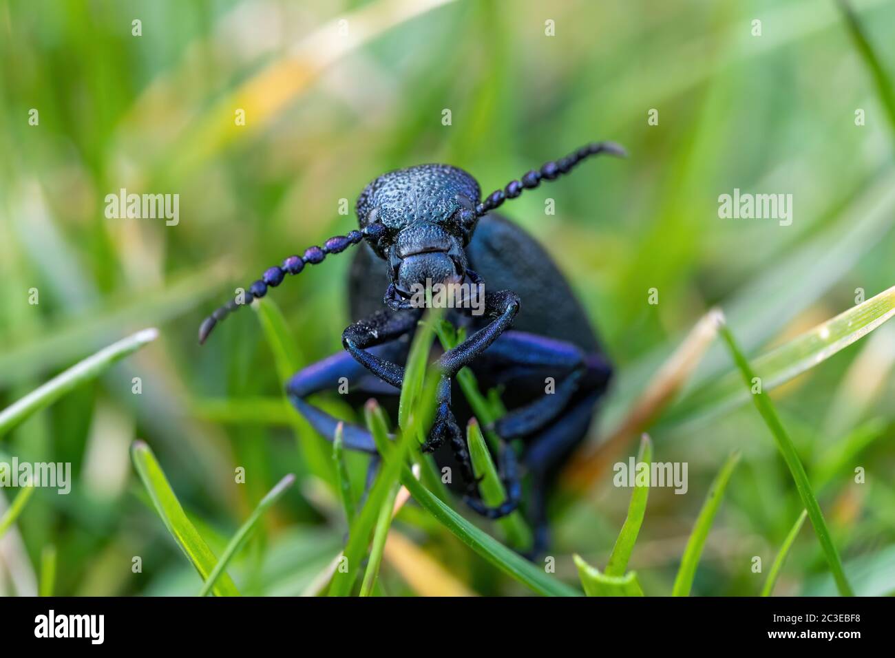 poisonous violet oil beetle feeding on grass Stock Photo - Alamy