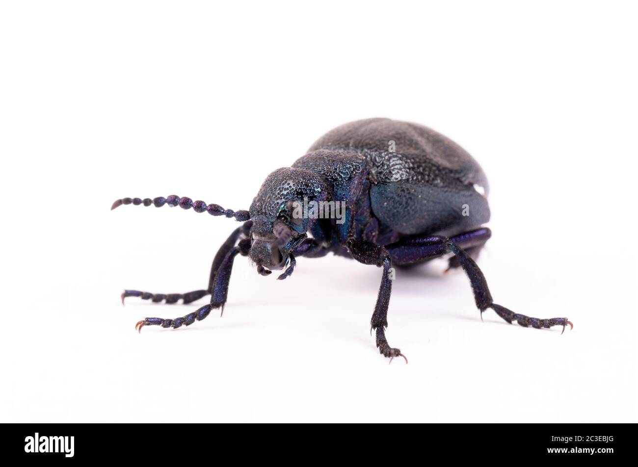 poisonous violet oil beetle isolated on white Stock Photo - Alamy