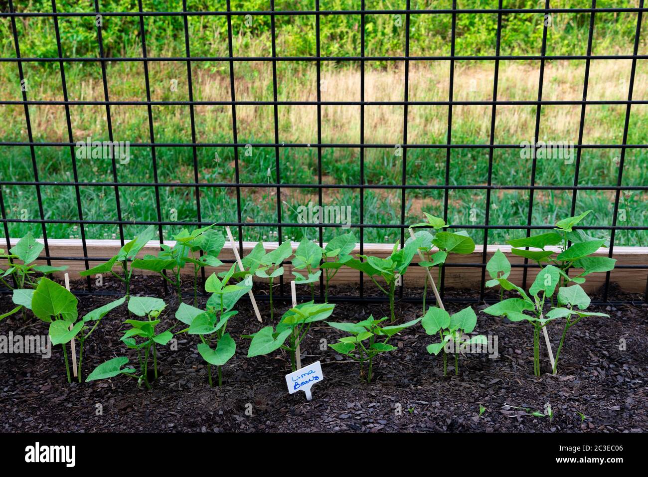 Horizontal shot of a row of lima beans growing in a patio garden Stock ...