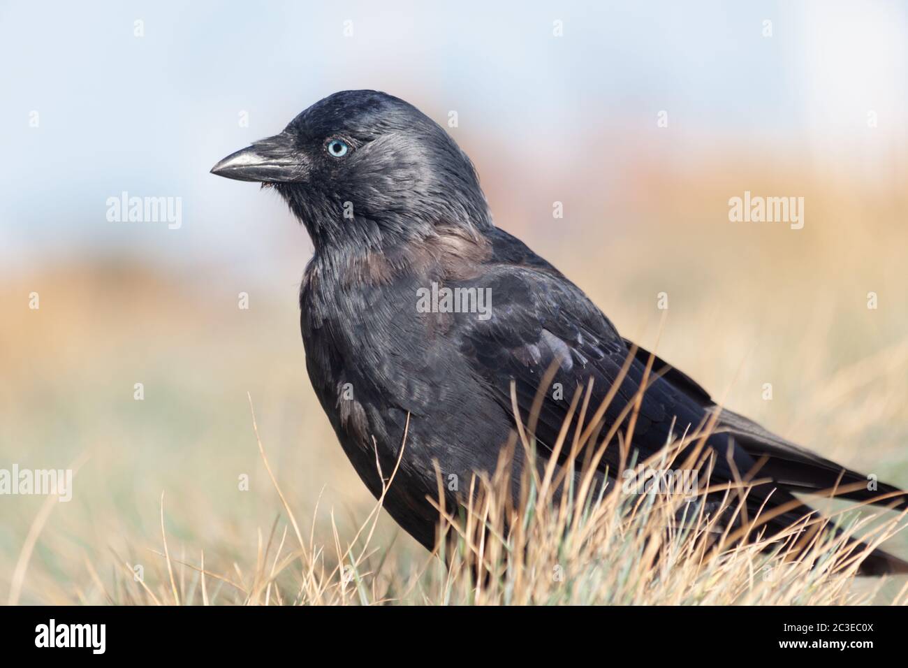 Coleus monedula hi-res stock photography and images - Alamy