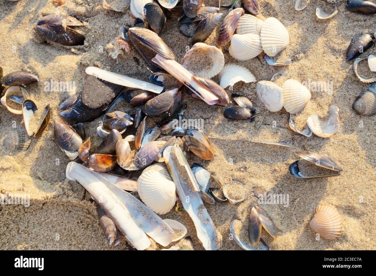 Sand stones shells texture hi-res stock photography and images - Alamy