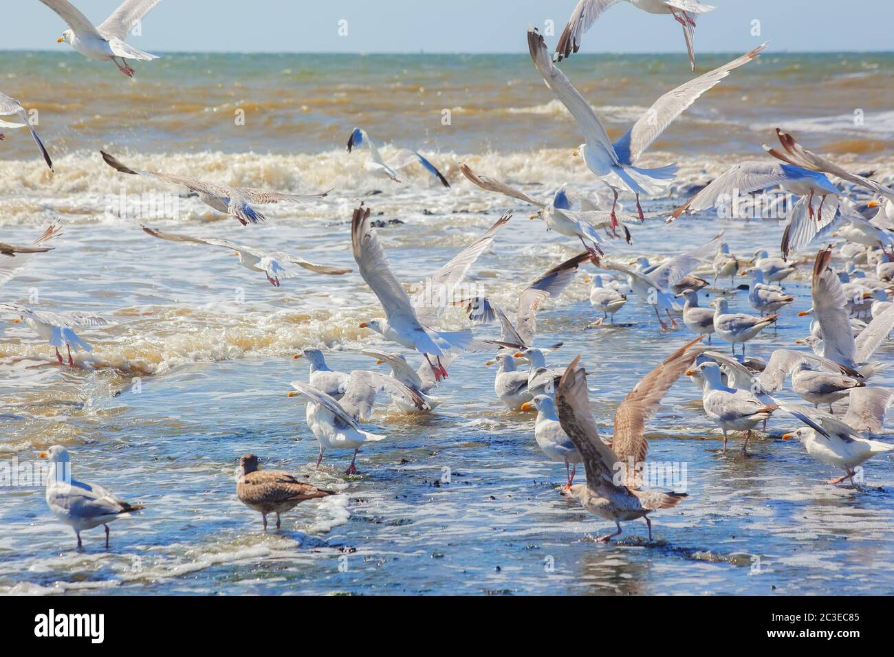 Group of seagulls flying over the lake competing for the feed Stock ...