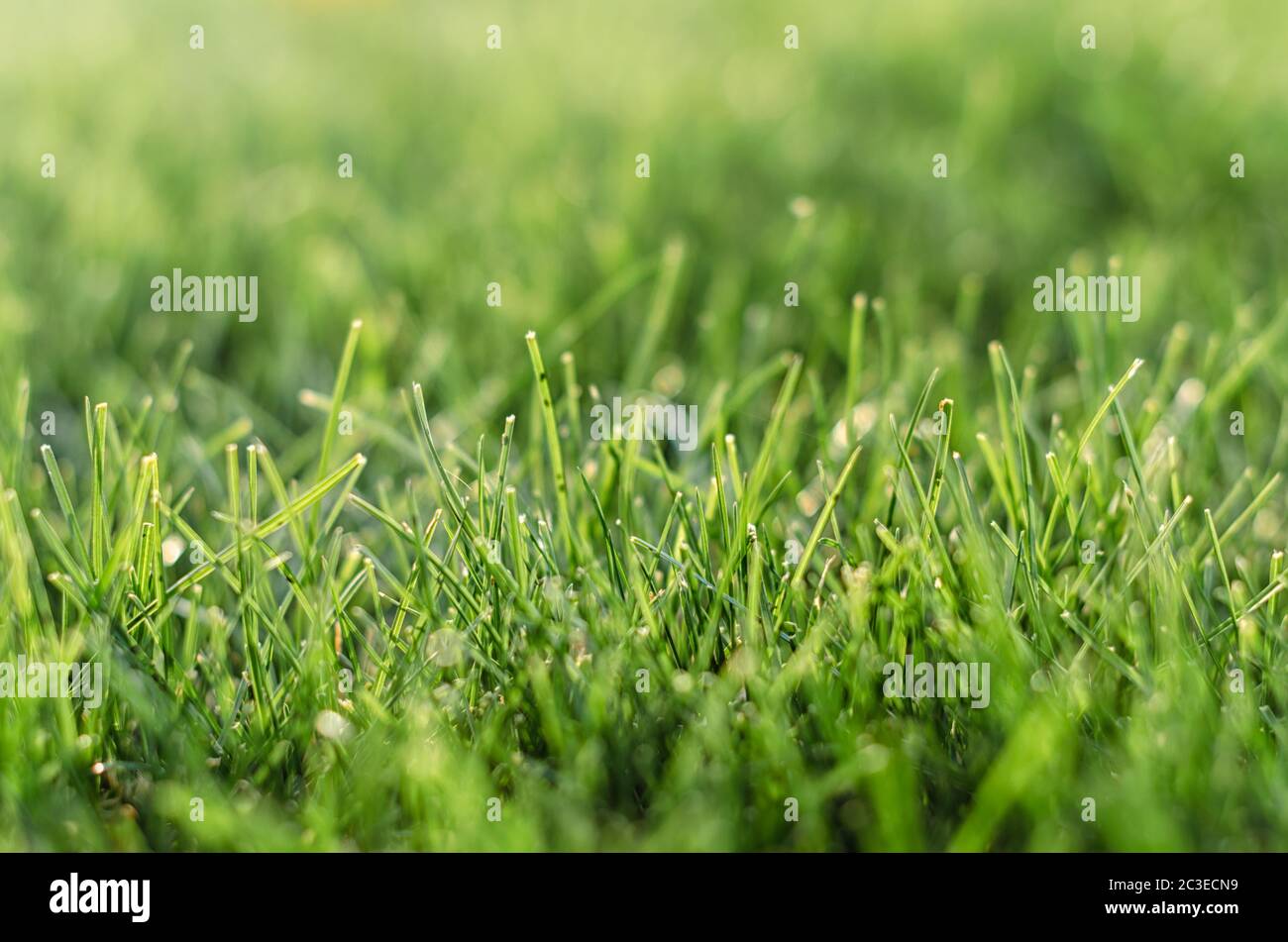 background green grass pattern closeup Stock Photo - Alamy
