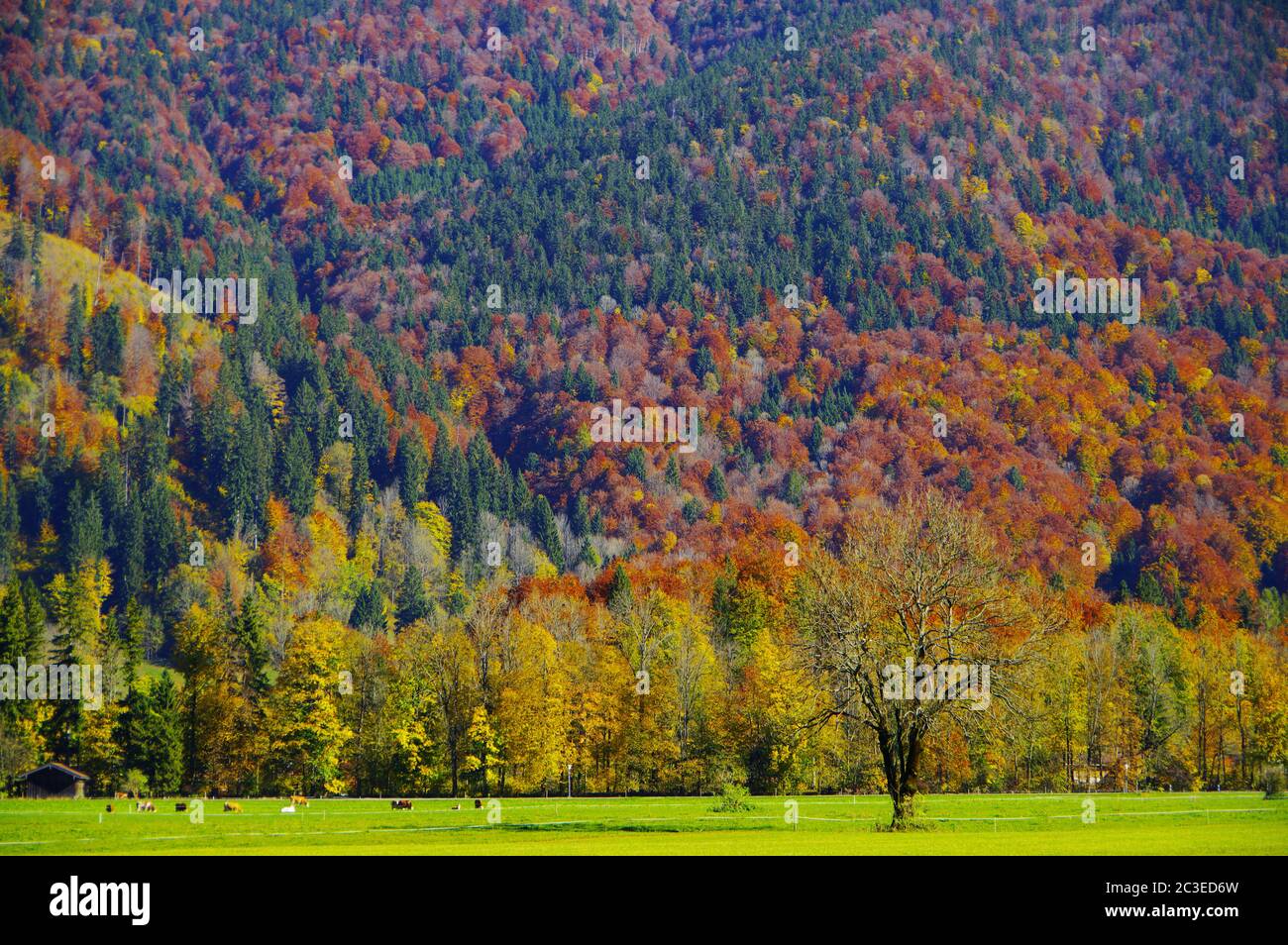 deciduous forest at the foot of a mountain with fantastic colors Stock ...