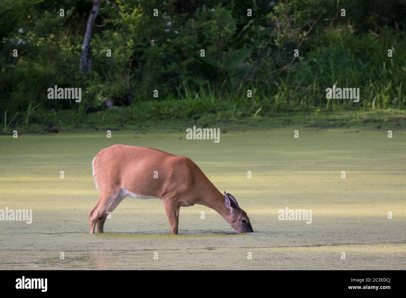 A close up side view of a white tail doe deer standing in a bog with ...