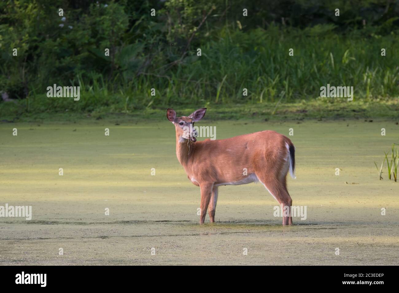A close up side view of a white tail doe deer standing in a bog with ...