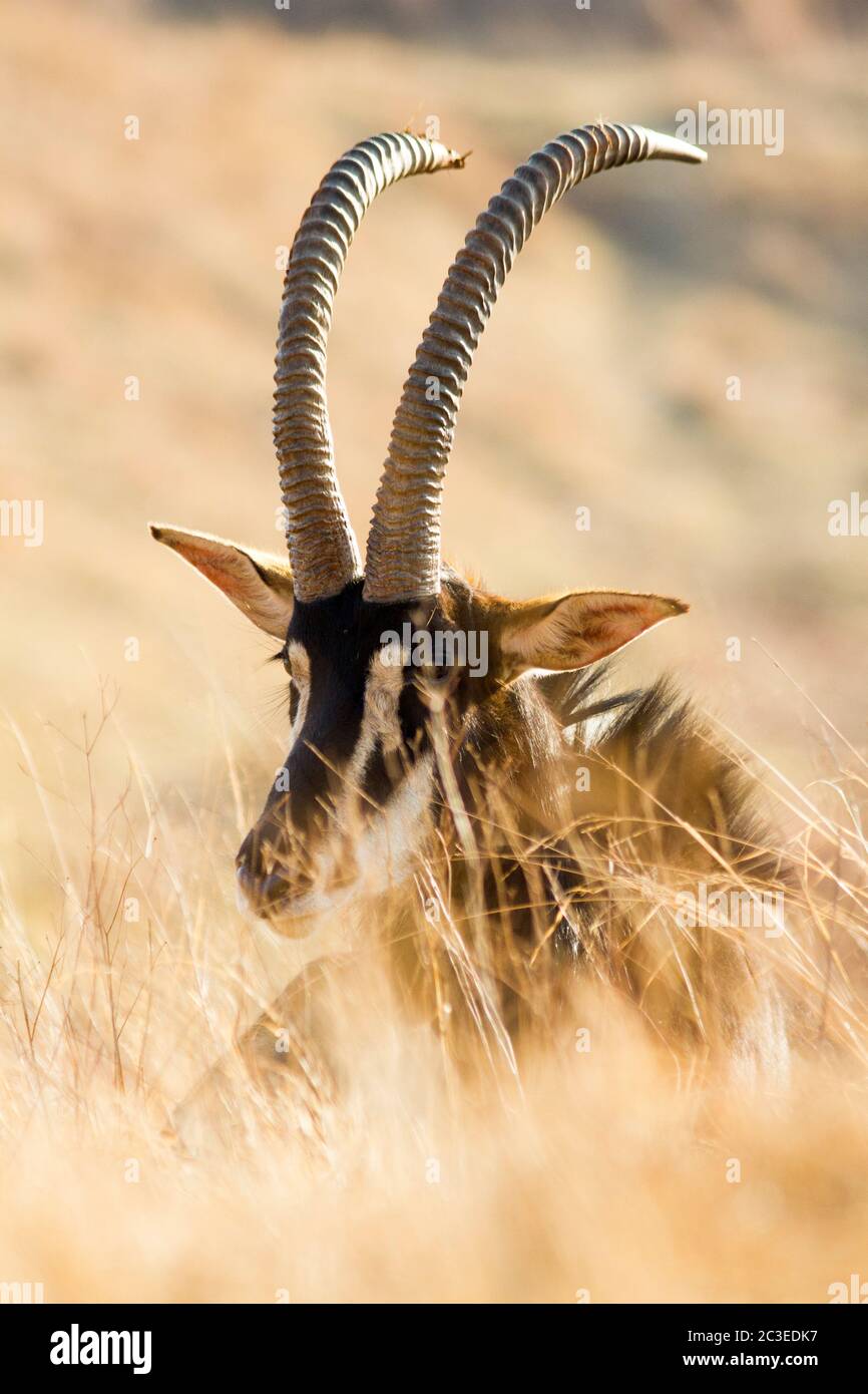 Endangered antelope species hi-res stock photography and images - Alamy