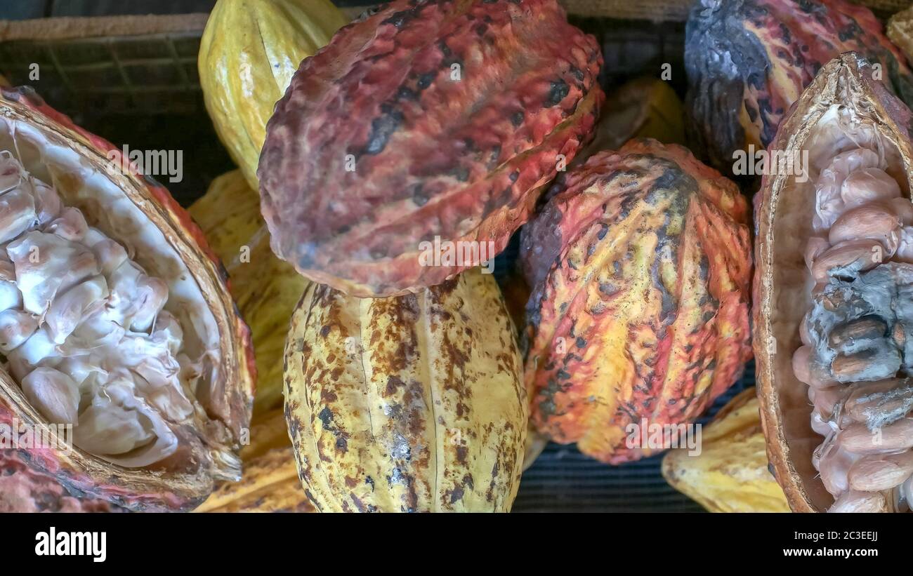 Cocoa Tree Ecuador High Resolution Stock Photography and Images - Alamy
