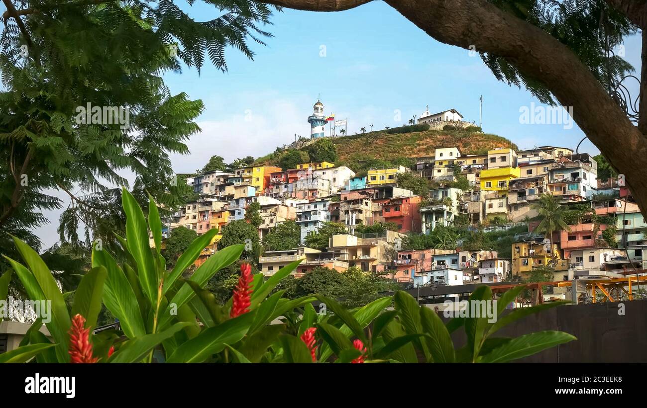 cerro santa ana in ecuador framed by trees and ginger flowers Stock ...