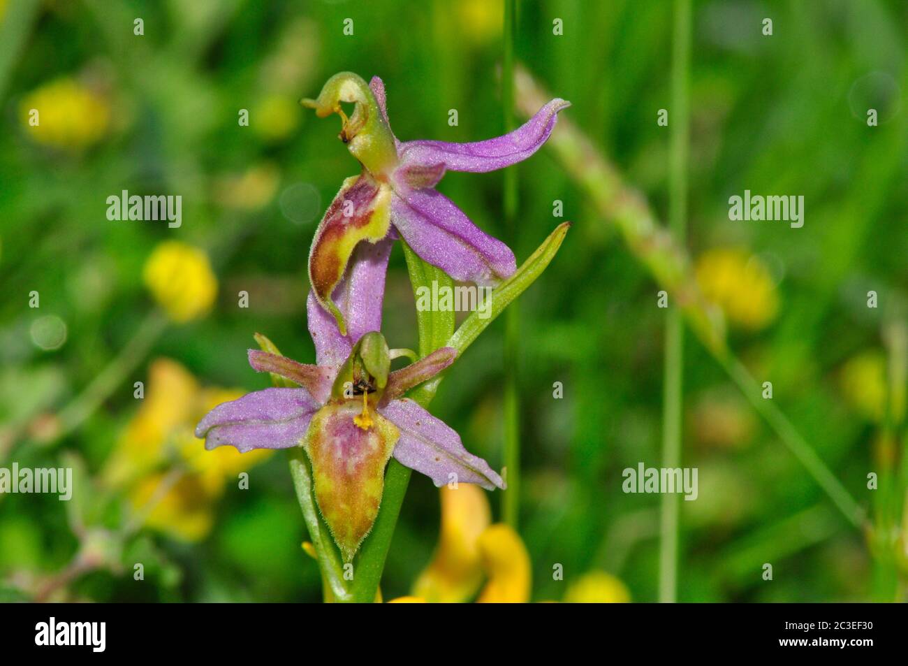 Orchid pollinated wasp hi-res stock photography and images - Alamy