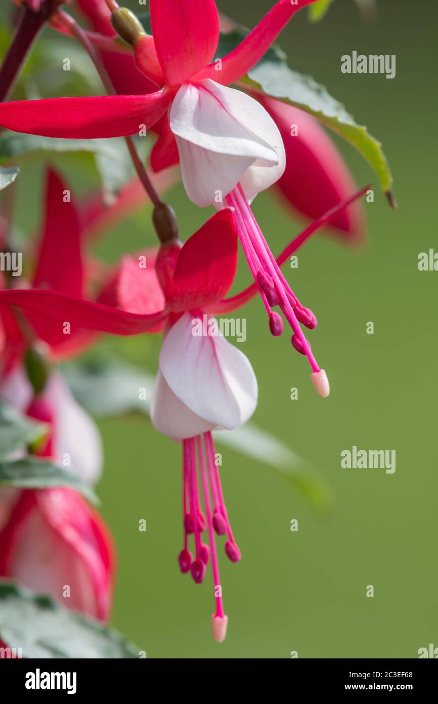 White pink fuchsias hi-res stock photography and images - Alamy