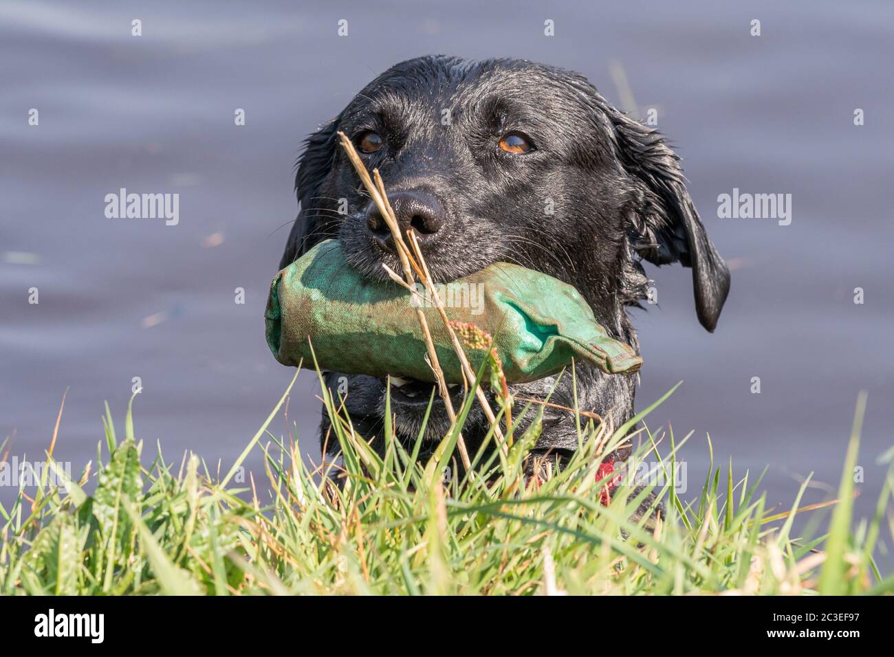 Head shot of a pedigree black Labrador in the water with a training ...