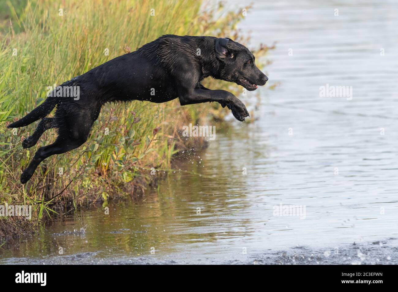 Black labrador jumping hi-res stock photography and images - Alamy