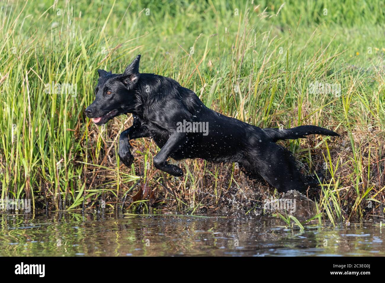 Labrador jumping into water hi-res stock photography and images - Alamy