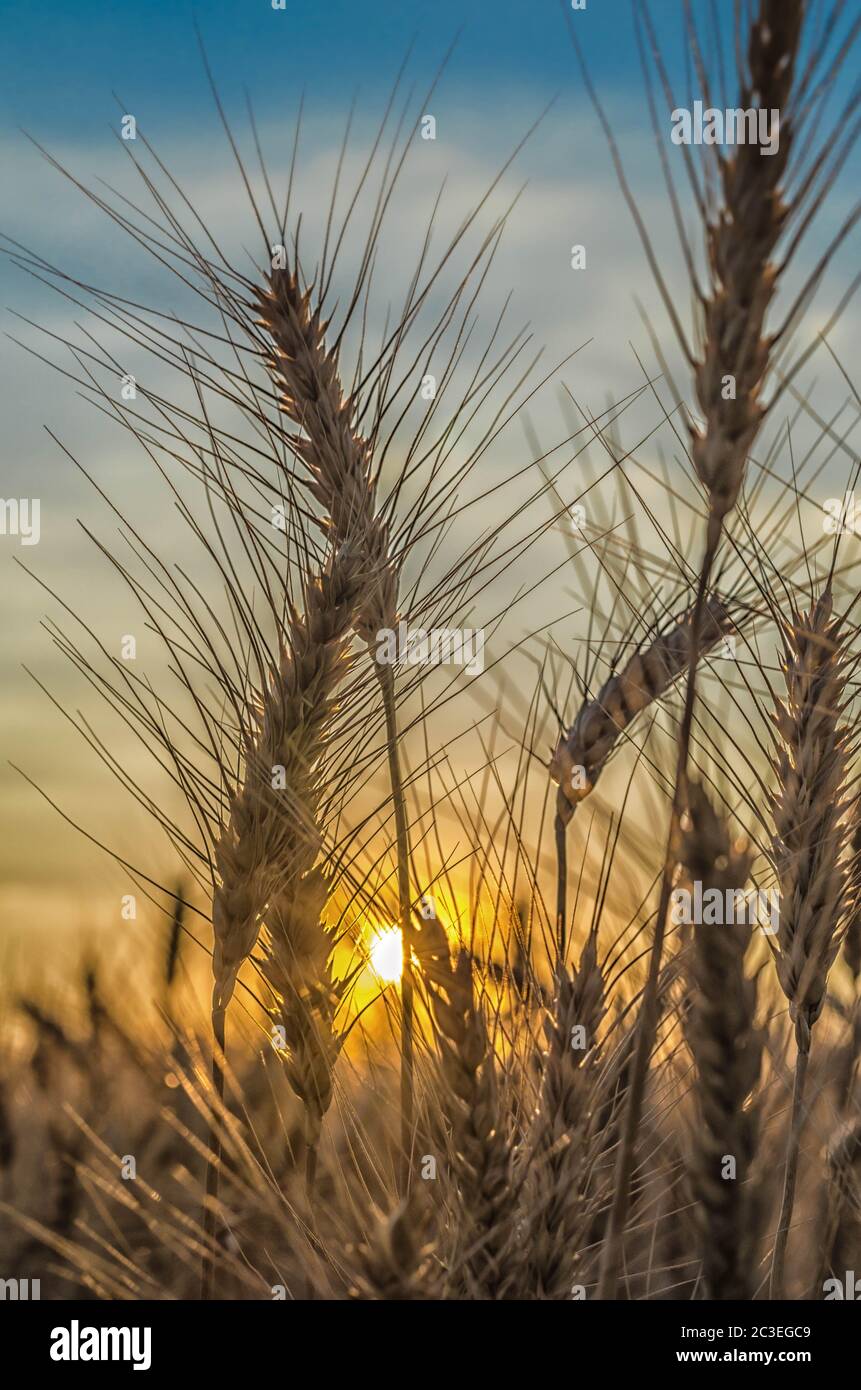 yellow rye field at sunset mature ears close-up on the background of ...