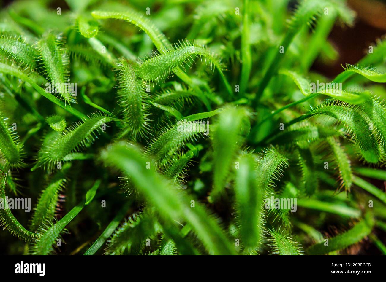 Sundew Insect Eating Plant High Resolution Stock Photography and Images ...
