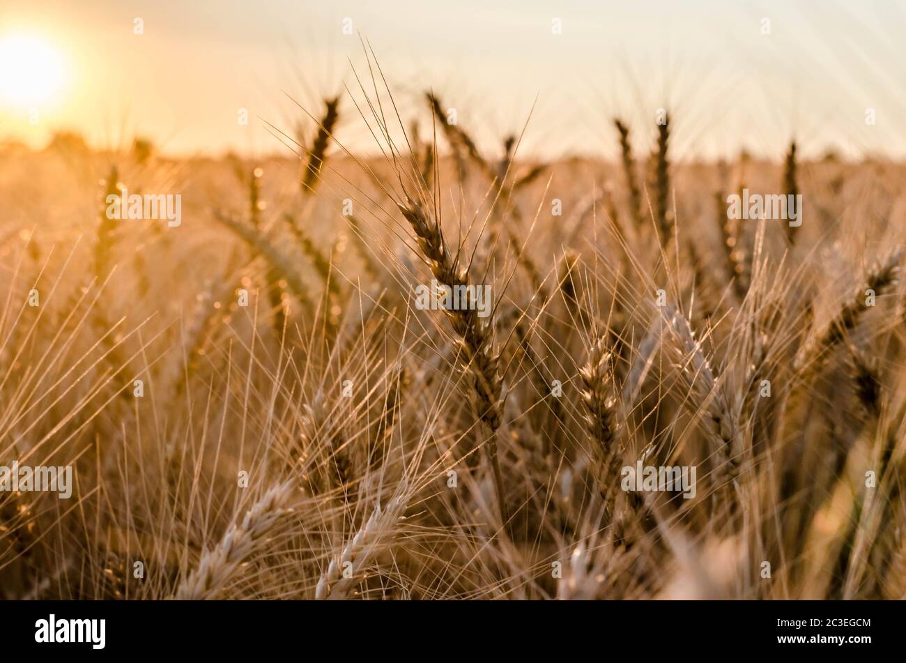 yellow rye field at sunset mature ears on the background of setting sun ...