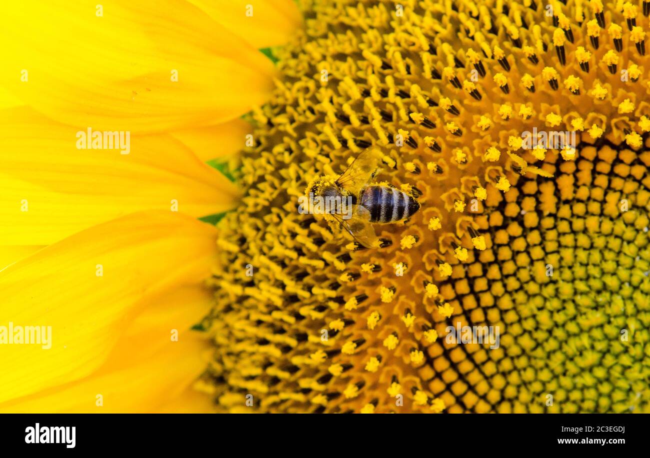 Oil Collecting Bees High Resolution Stock Photography and Images - Alamy