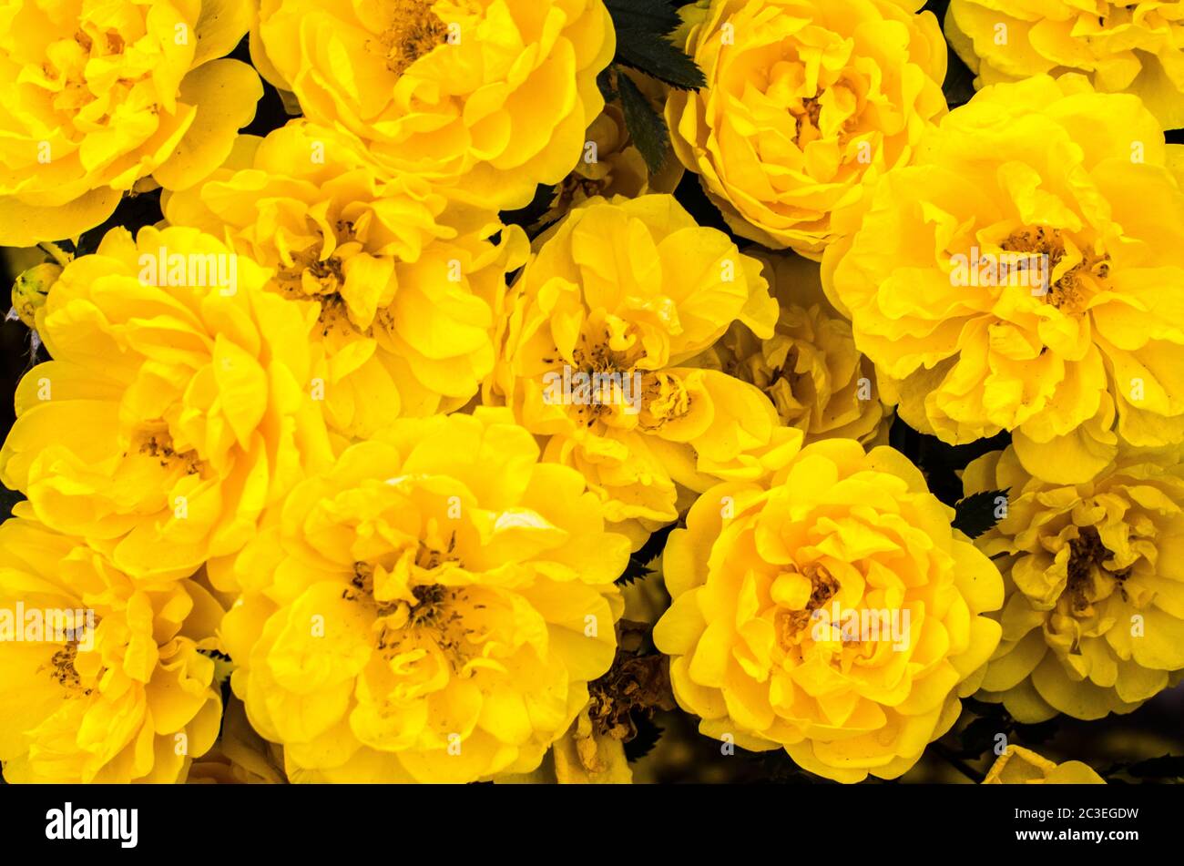 Yellow flowers texture hi-res stock photography and images - Alamy