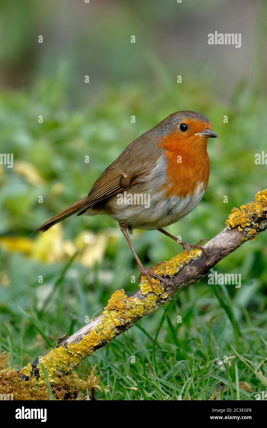Robin bird uk flowers hi-res stock photography and images - Alamy