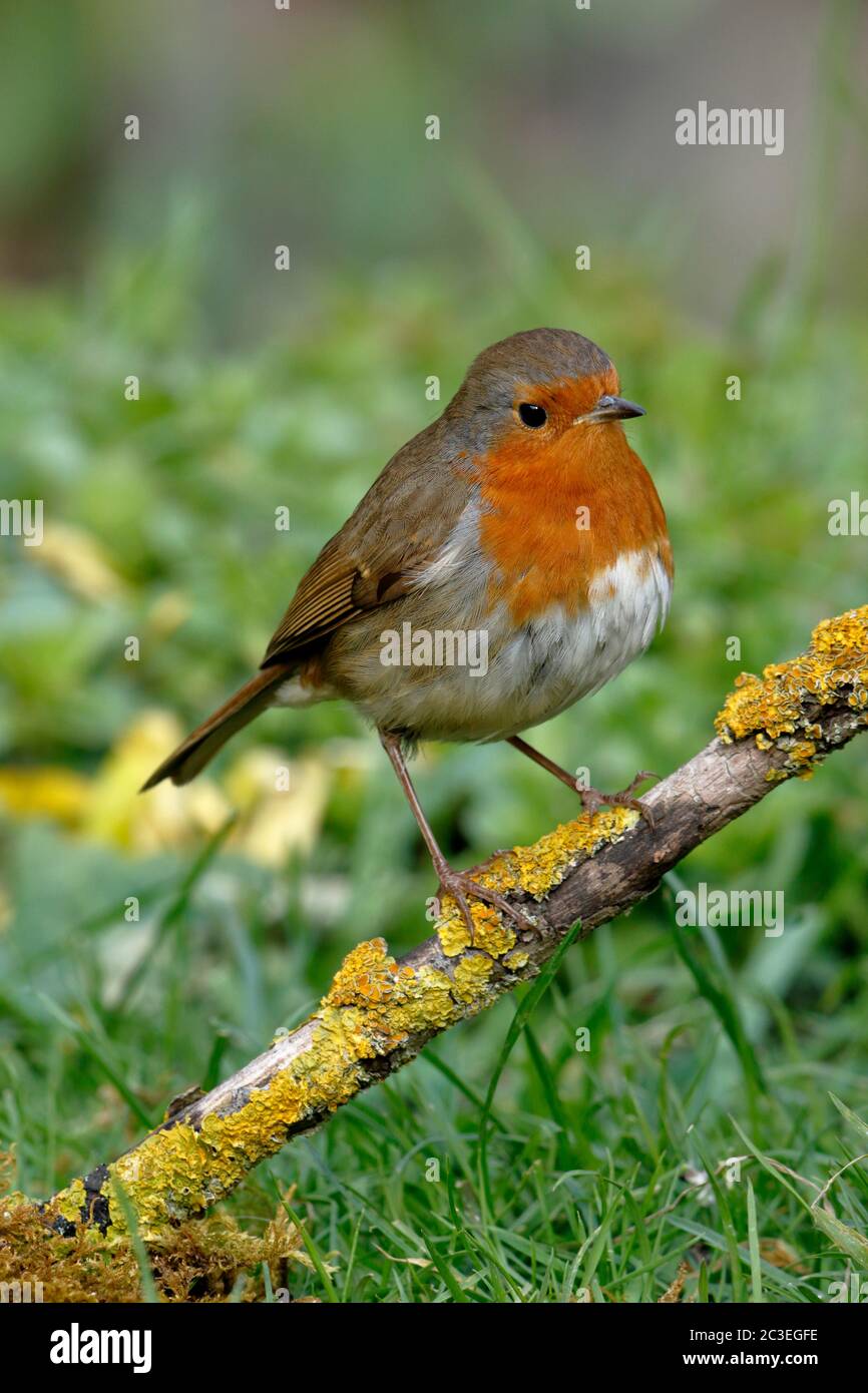 Agressive robin hi-res stock photography and images - Alamy