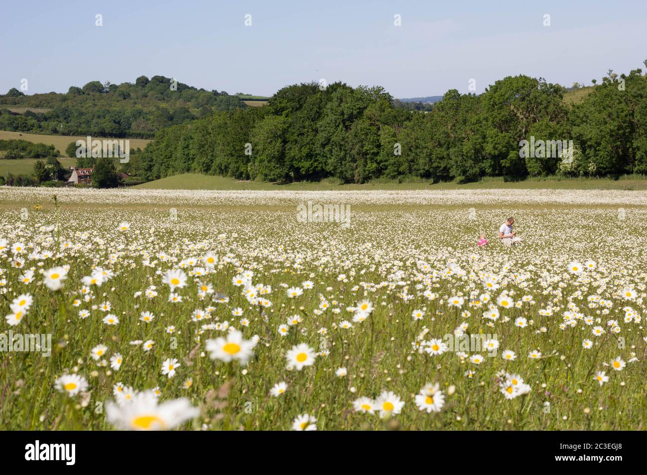 Father and daughter playing in fields of wild flowers blooming in ...