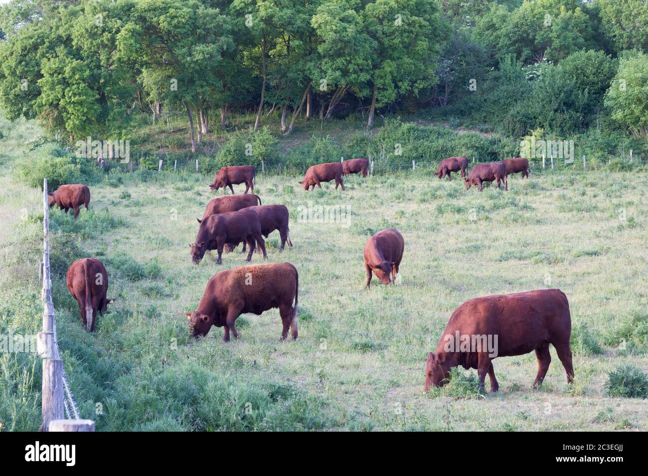 Farm land for cows hi-res stock photography and images - Alamy