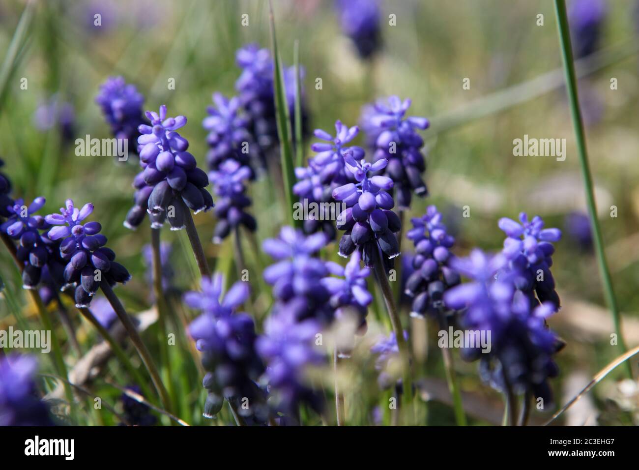 Grape hyacinth, Muscari armeniacum, is spring flowering bulb with blue ...